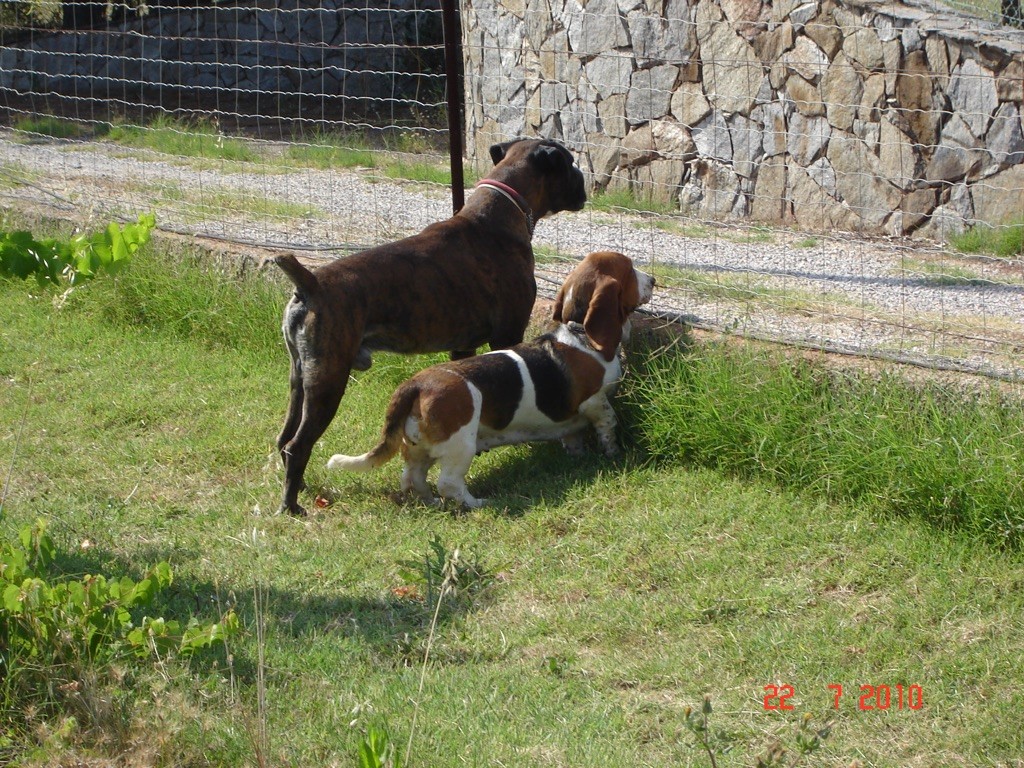 Futures portées - Elevage du Mas aux Albizzias - eleveur de chiens ...